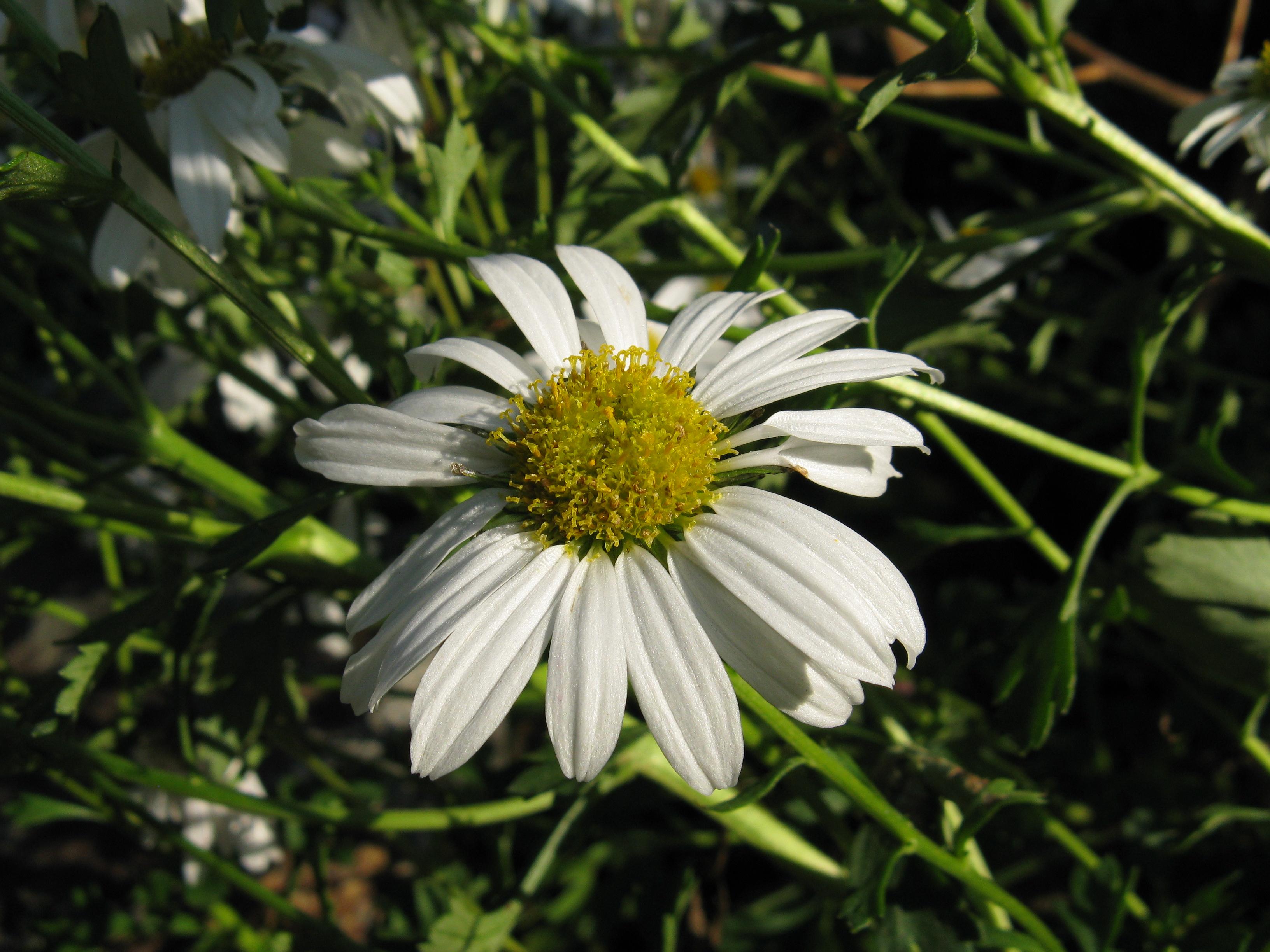Zawadski's chrysanthemum (Chrysanthemum zawadskii) Care Guide: Pests ...
