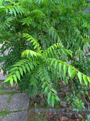 Chittagong wood (Chukrasia tabularis) Care Guide: Pests, Diseases, Watering, Fertilizing ...