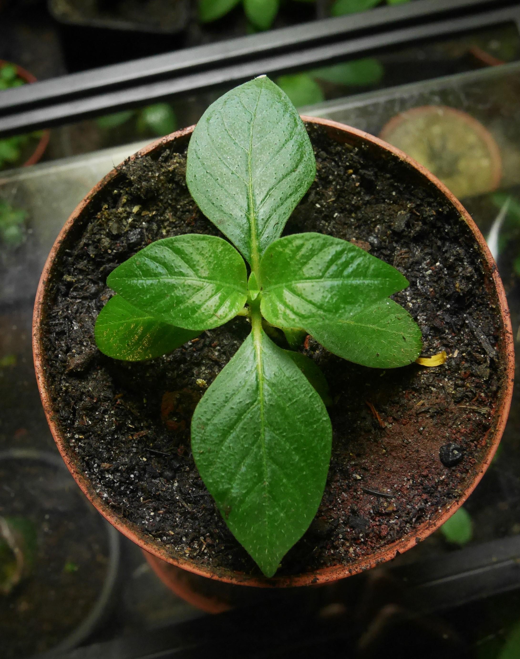 Quinine (Cinchona pubescens) Care Guide: Pests, Diseases, Watering ...