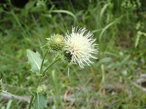 Prairie thistle (Cirsium canescens) Care Guide: Pests, Diseases ...