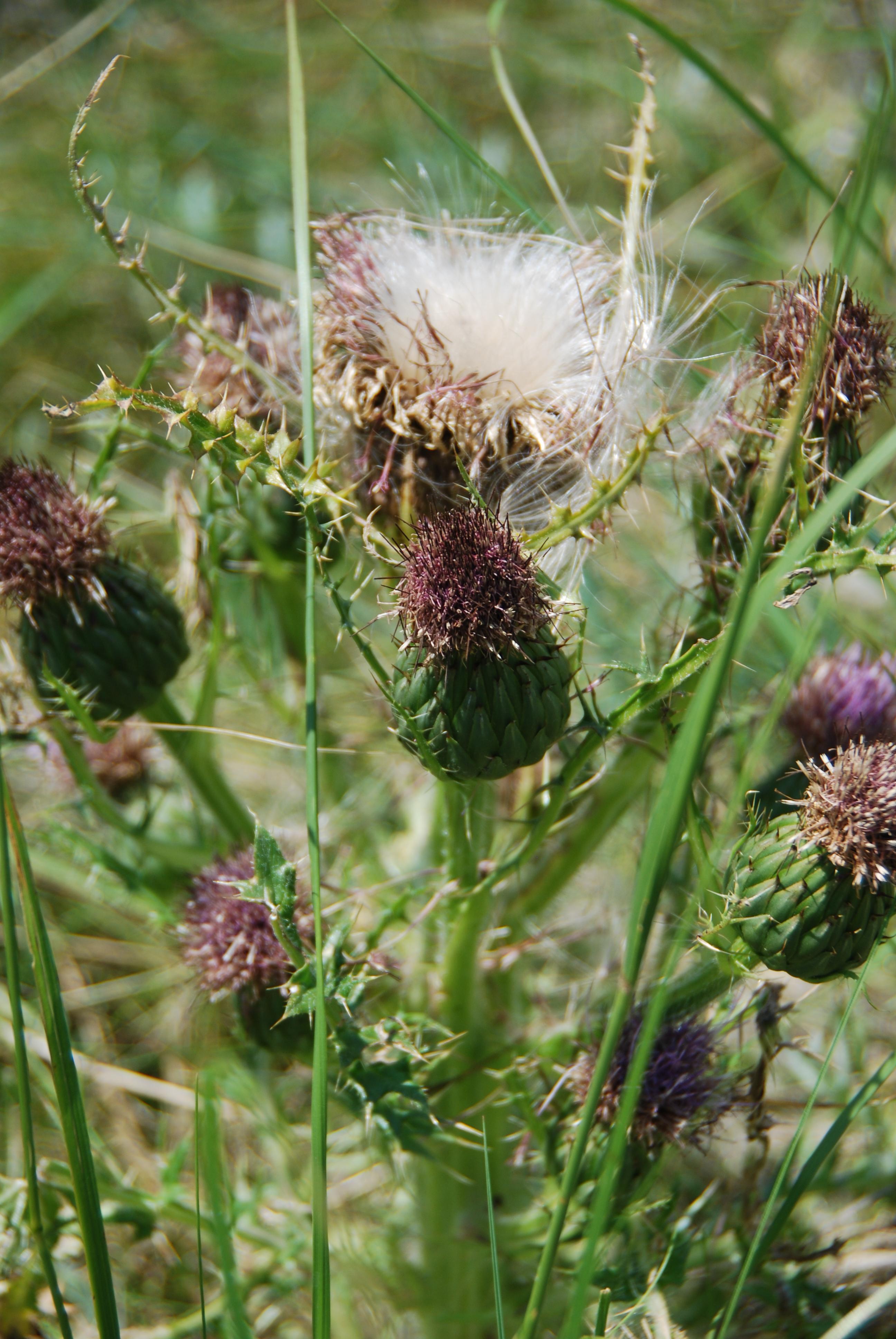 Dwarf thistle (Cirsium drummondii) Care Guide: Pests, Diseases ...
