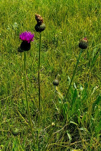 Graham's thistle (Cirsium grahamii) Care Guide: Pests, Diseases ...