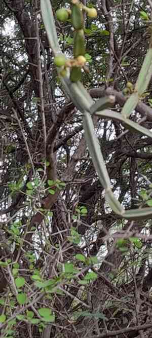 Veldt-grape (Cissus quadrangularis) Care Guide: Pests, Diseases ...