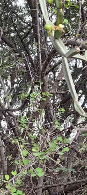 Veldt-grape (Cissus quadrangularis) Care Guide: Pests, Diseases ...