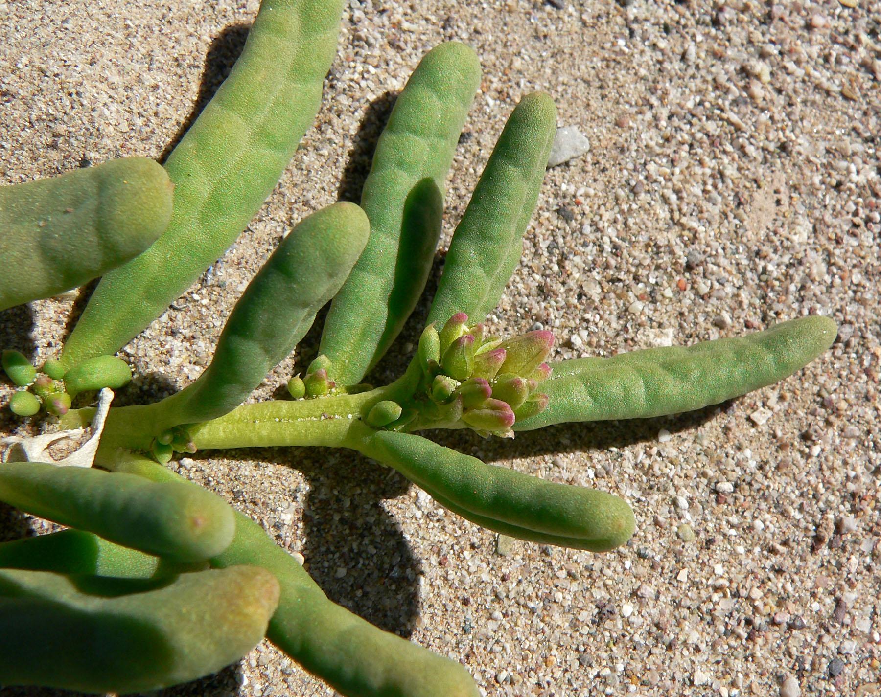 Desert pussypaws (Cistanthe ambigua) Care Guide: Pests, Diseases ...