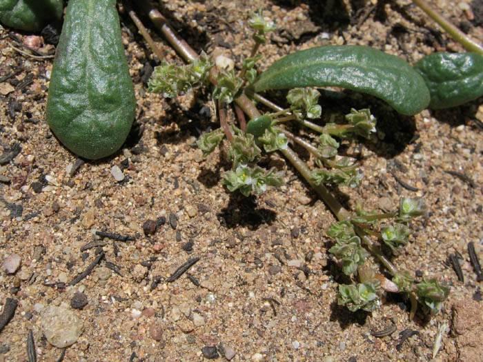 Common pussypaws (Cistanthe monandra) Care Guide: Pests, Diseases ...