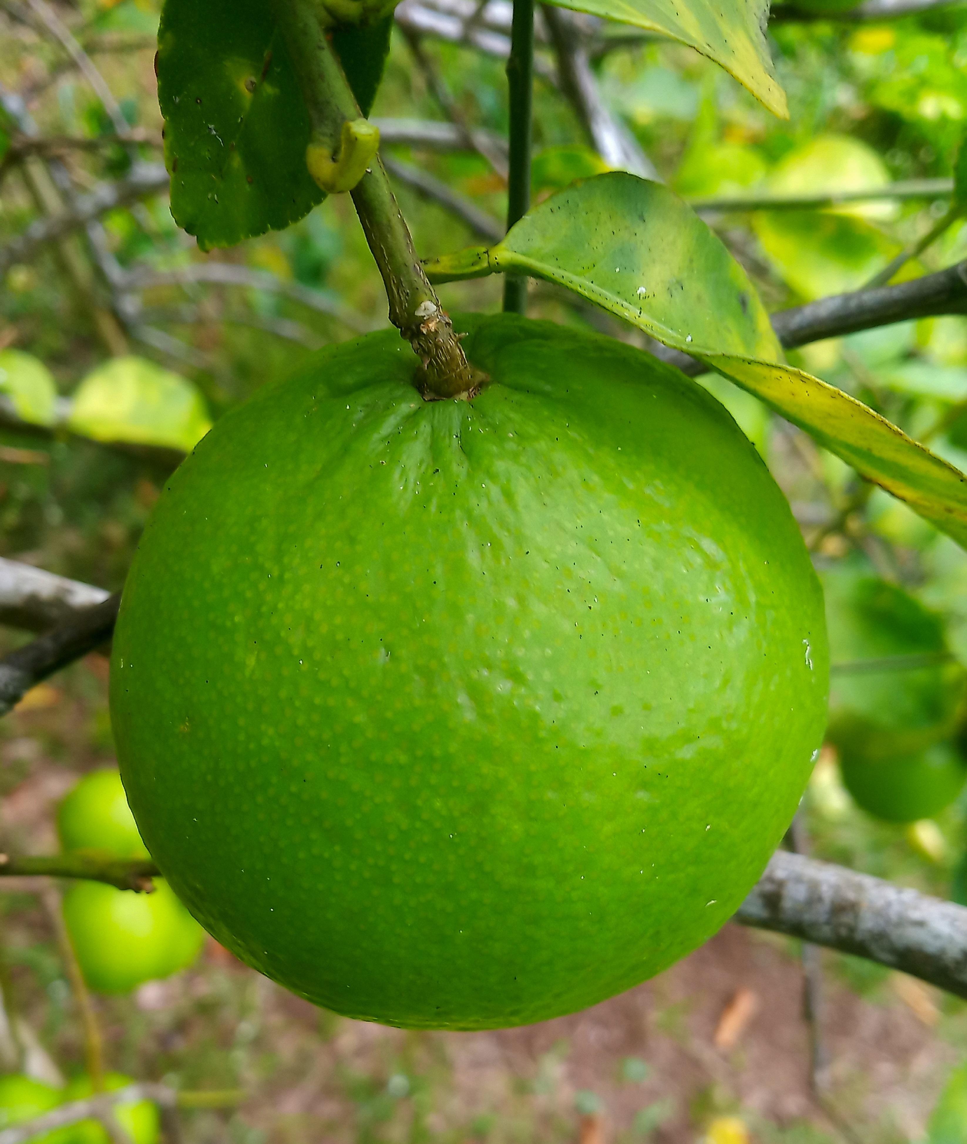 Key lime (Citrus aurantiifolia) Care Guide: Pests, Diseases, Watering ...
