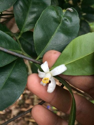 Citrus microcarpa (Citrus microcarpa) Care Guide: Pests, Diseases ...