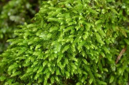 Whipple's claopodium moss (Claopodium whippleanum) Care Guide: Pests ...