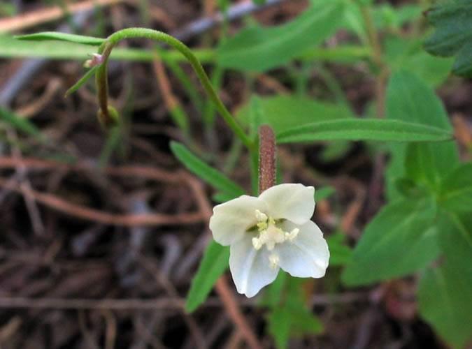 Canyon clarkia (Clarkia epilobioides) Care Guide: Pests, Diseases ...