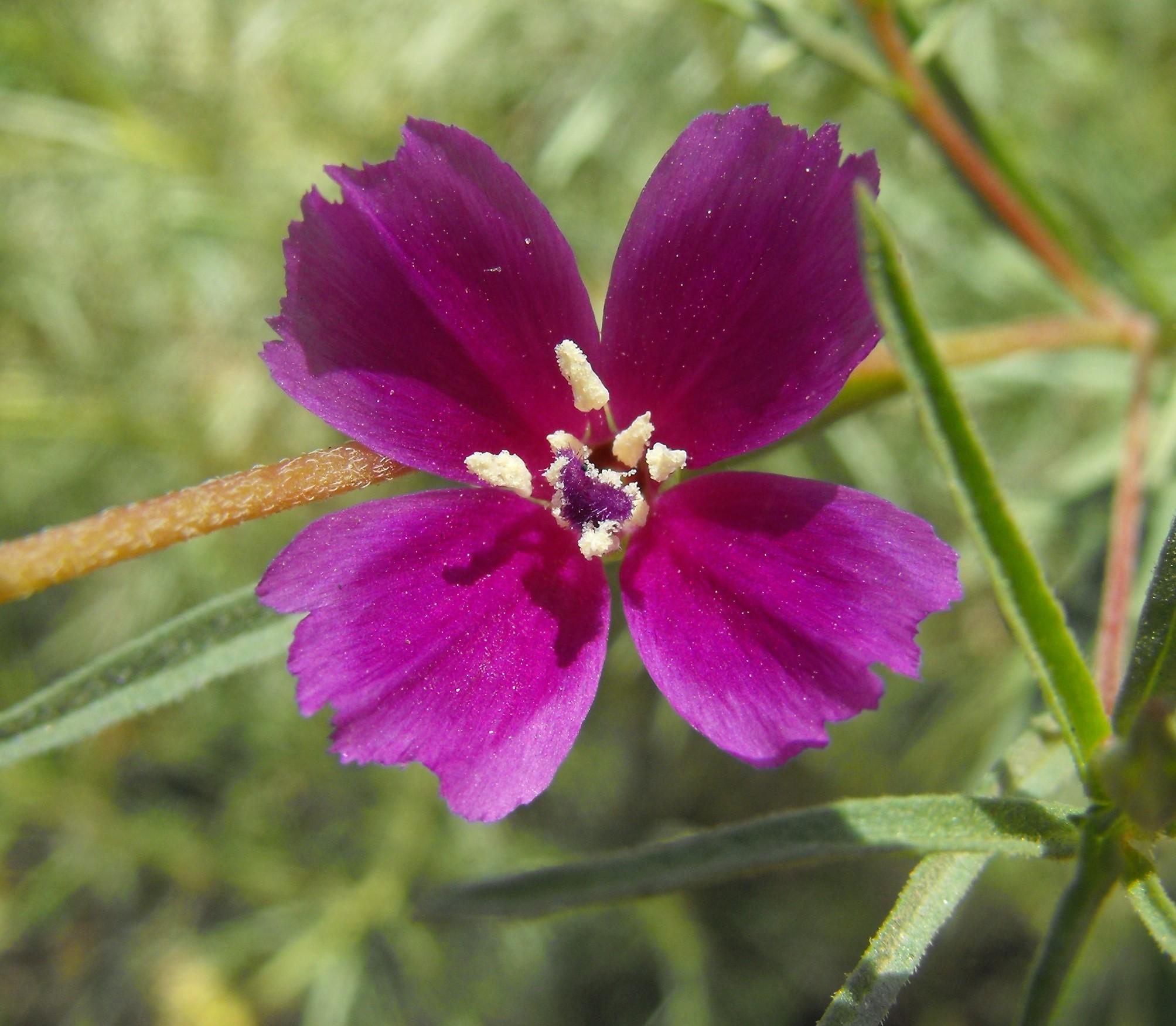 Winecup clarkia (Clarkia purpurea) Care Guide: Pests, Diseases ...