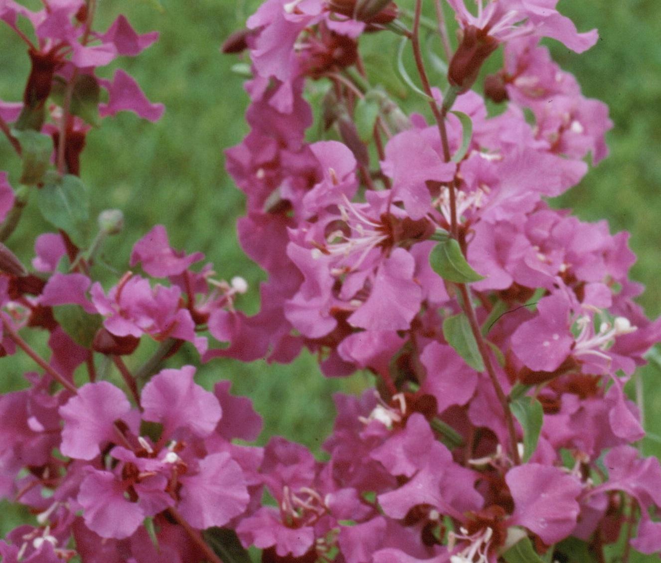 Elegant clarkia (Clarkia unguiculata) Care Guide: Pests, Diseases ...