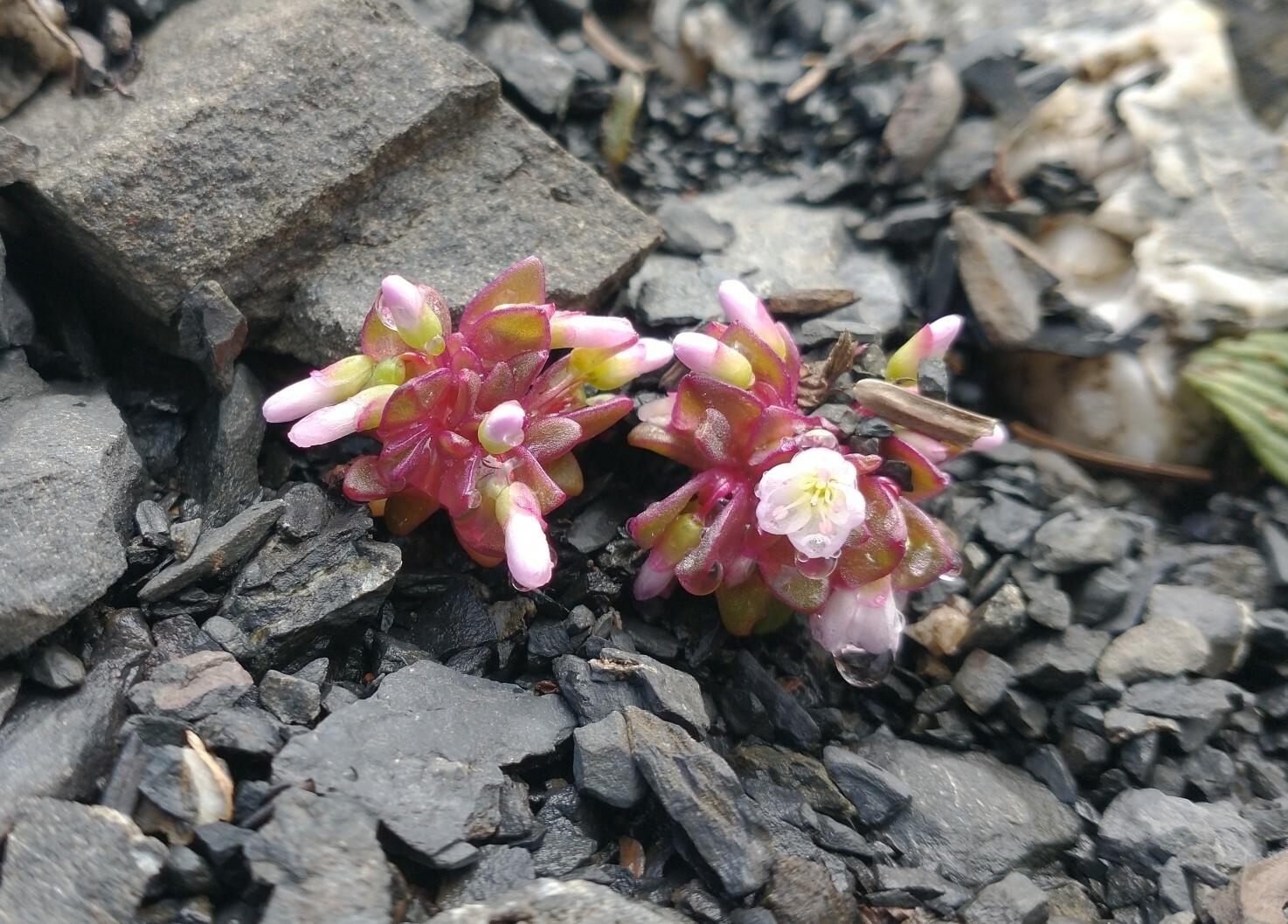 Brandegee's springbeauty (Claytonia saxosa) Care Guide: Pests, Diseases ...