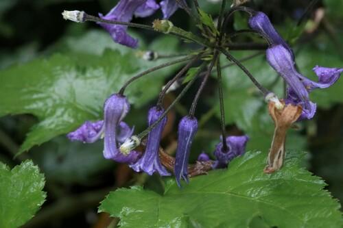 Tube clematis (Clematis heracleifolia) Care Guide: Pests, Diseases ...