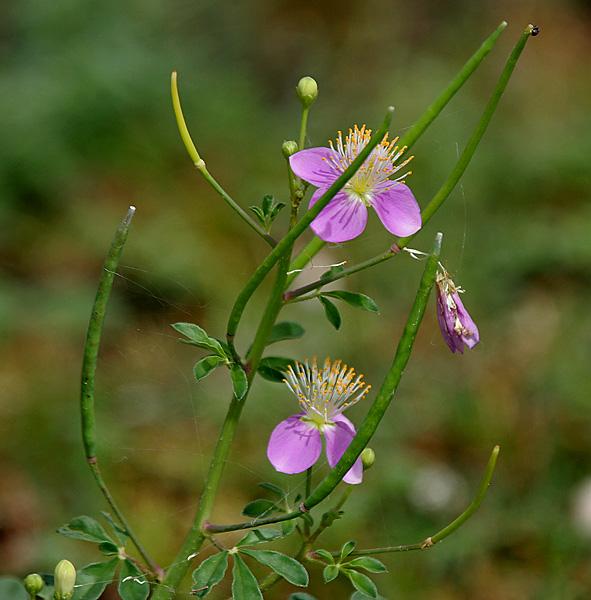Spider flowers (Cleome) (Cleome) Care Guide: Pests, Diseases, Watering ...