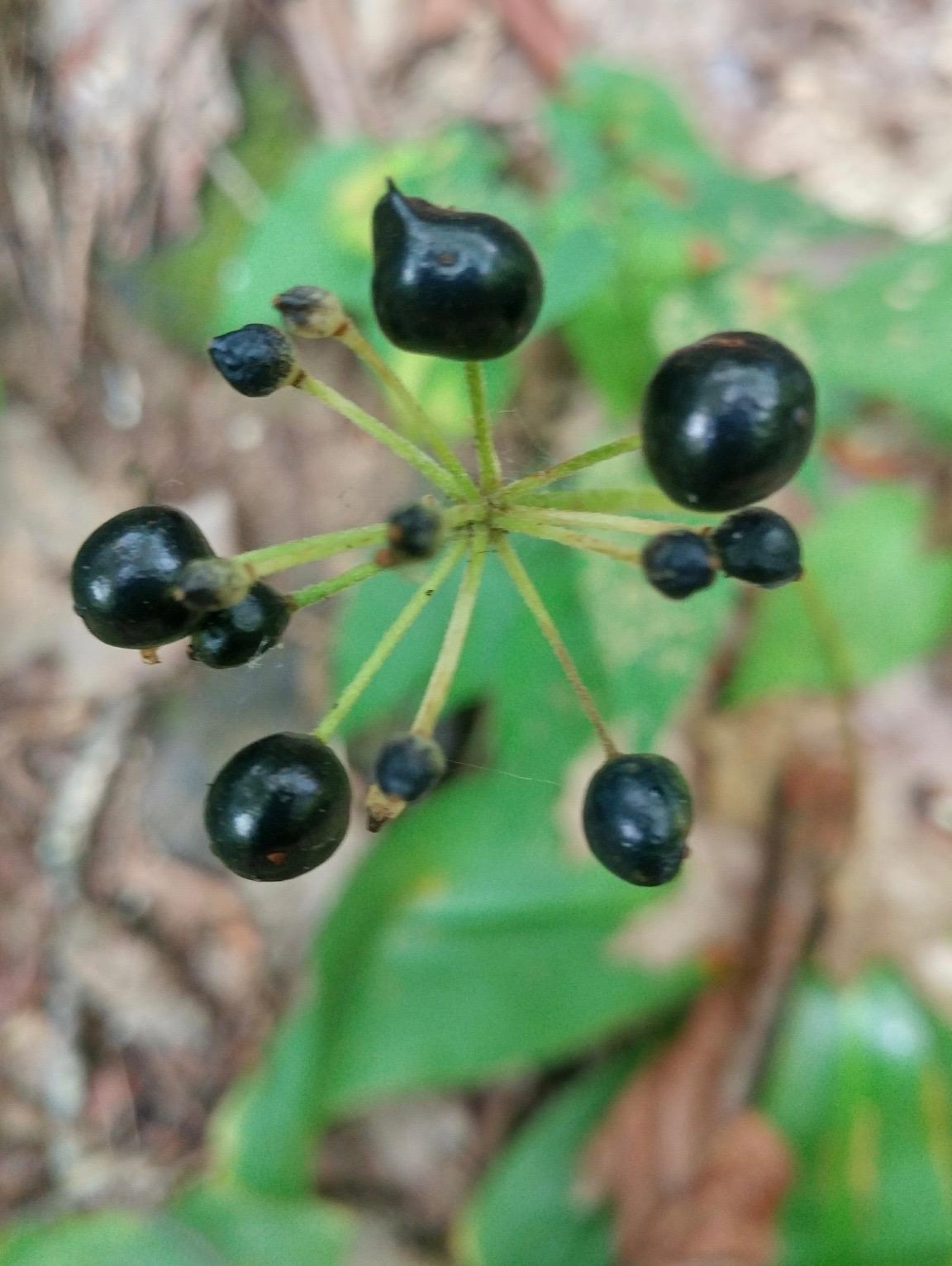 White clintonia (Clintonia umbellulata) Care Guide: Pests, Diseases ...
