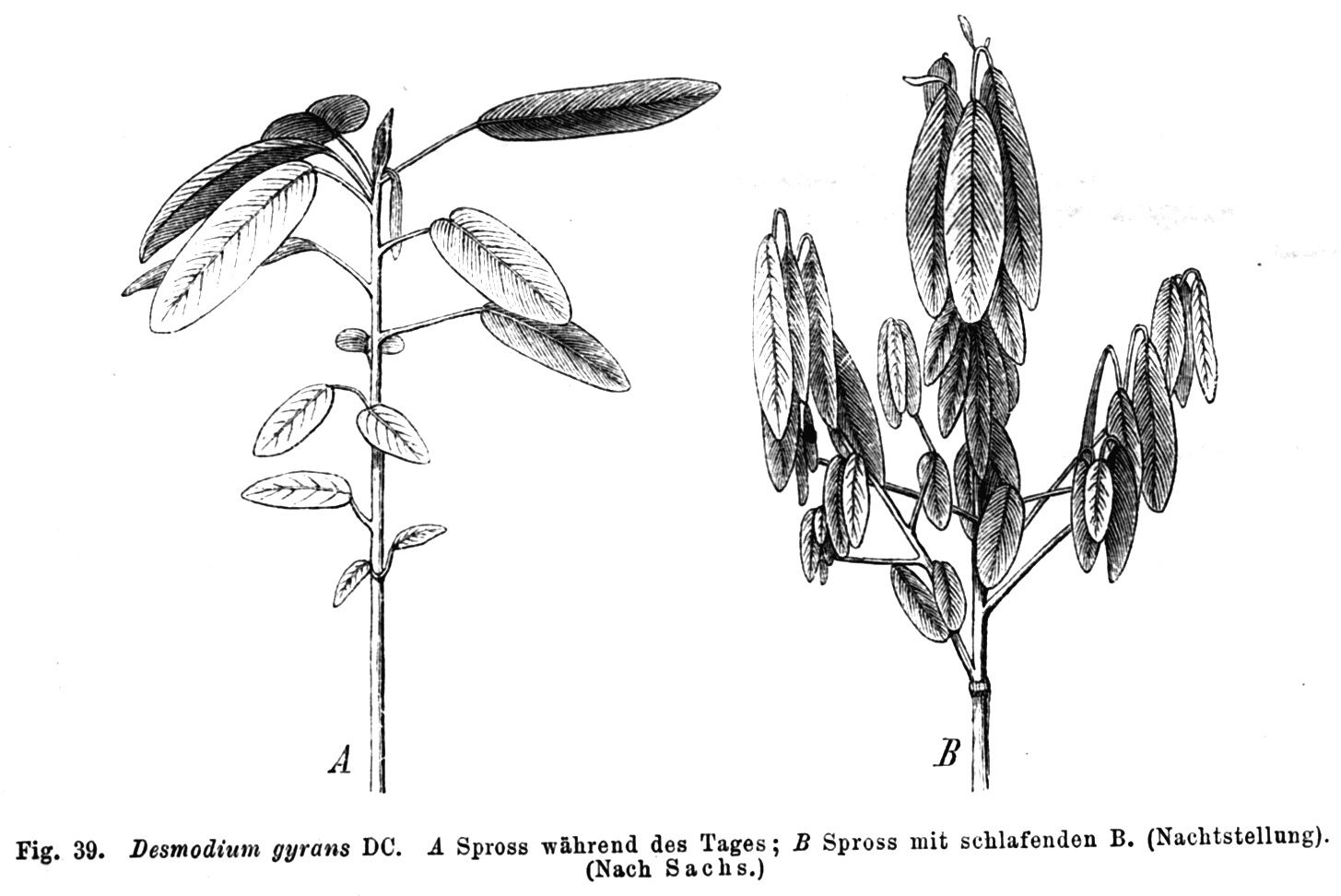 Telegraph plant (Codariocalyx motorius) Care Guide: Pests, Diseases ...