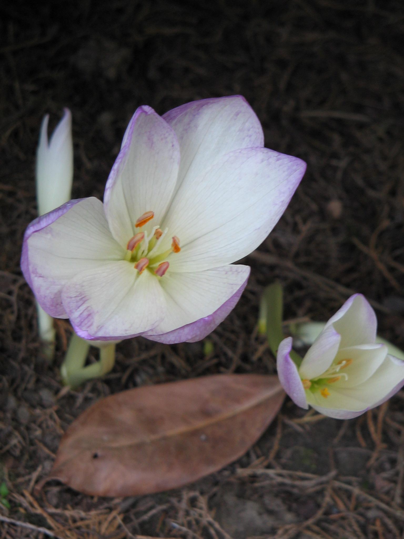 Showy colchicum (Colchicum speciosum) Care Guide: Pests, Diseases ...