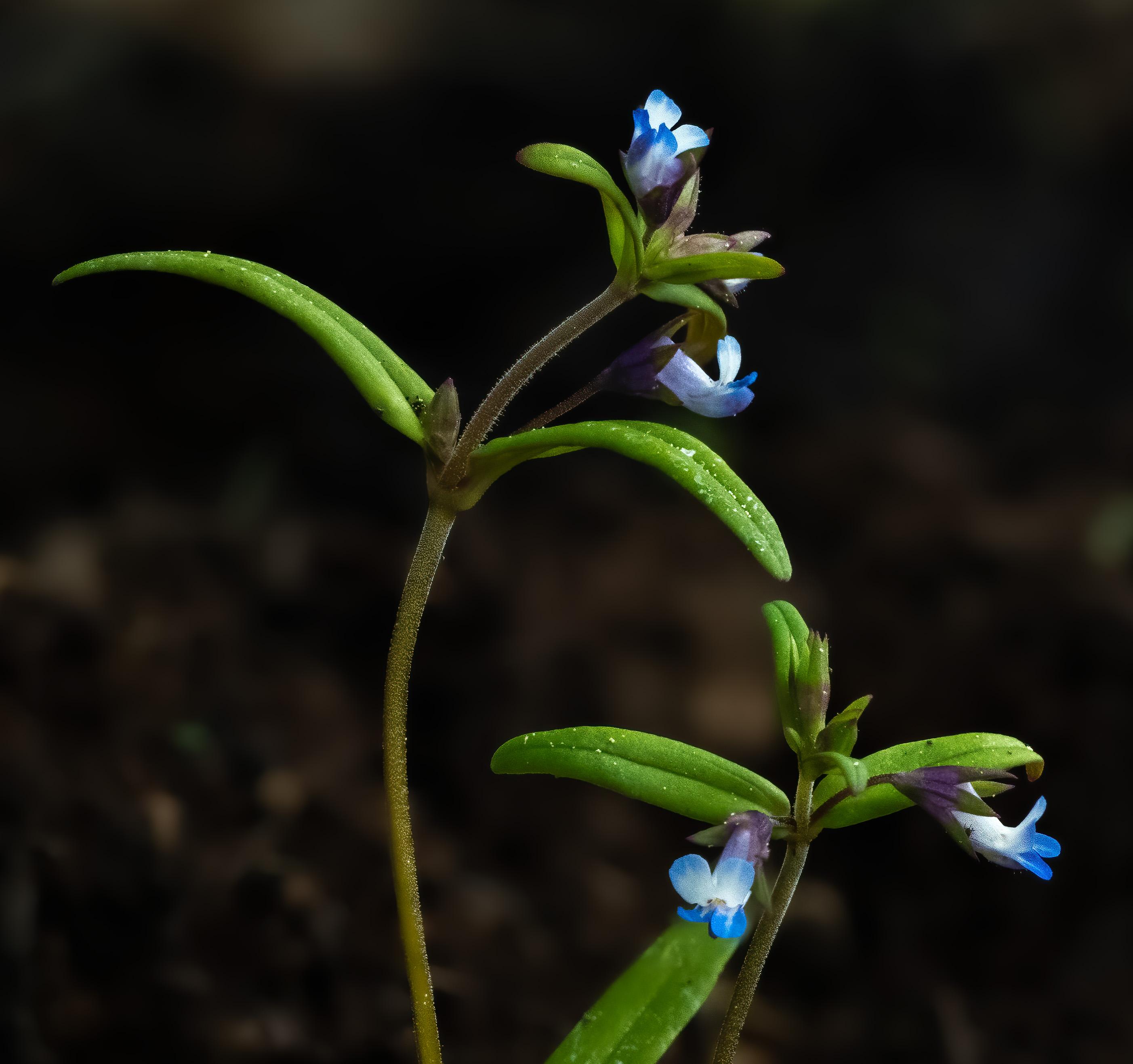 Maiden Blue Eyed Mary (Collinsia parviflora) Care Guide: Pests ...