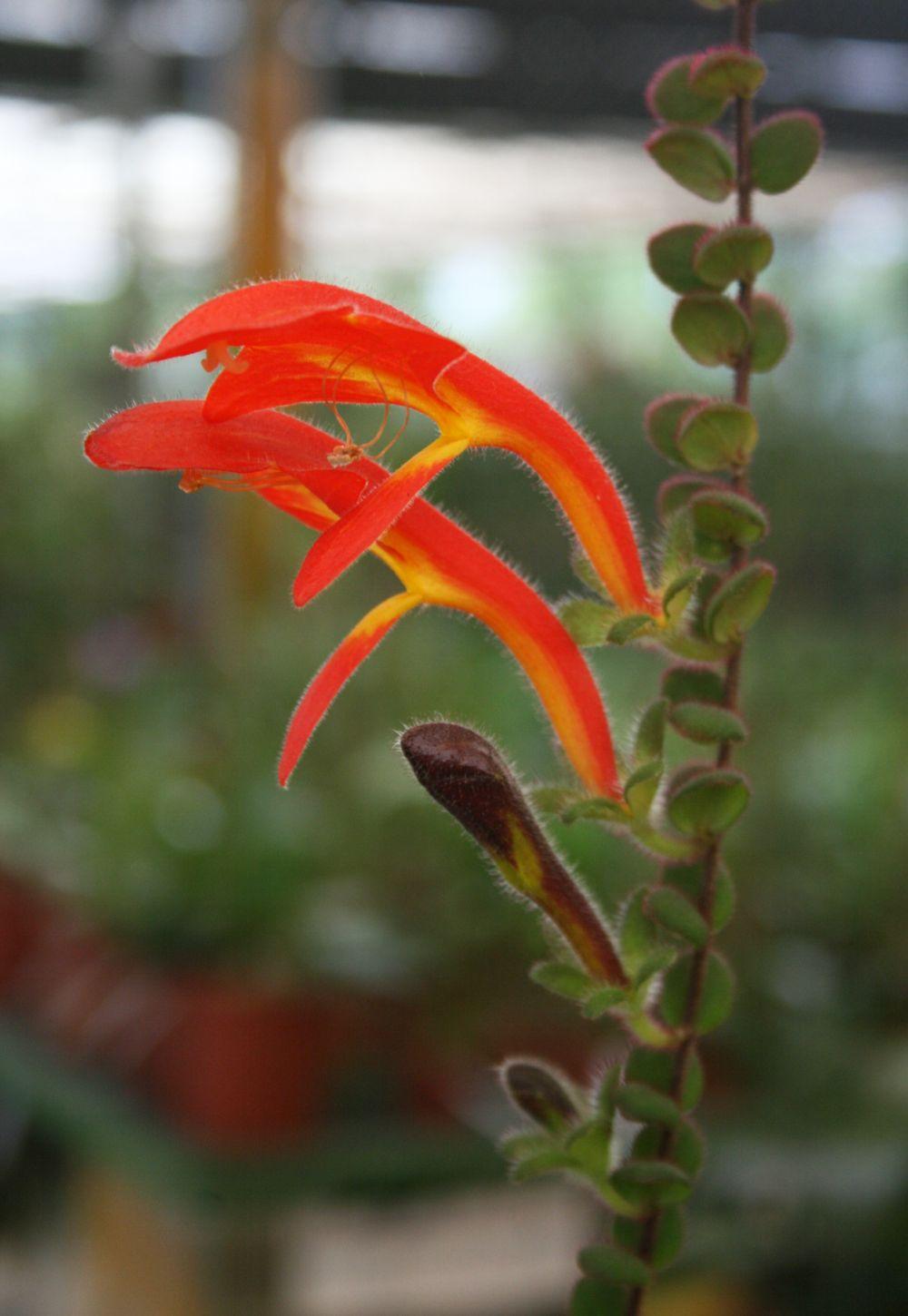 Columnea (Columnea) (Columnea) Care Guide: Pests, Diseases, Watering ...