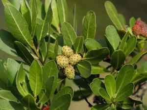 Mangrove (Conocarpus) (Conocarpus) Care Guide: Pests, Diseases ...