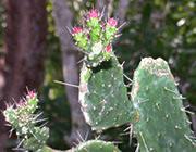 Semaphore pricklypear (Consolea corallicola) Care Guide: Pests ...