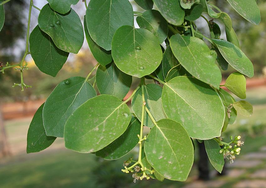 Bird lime tree (Cordia dichotoma) Care Guide: Pests, Diseases, Watering ...