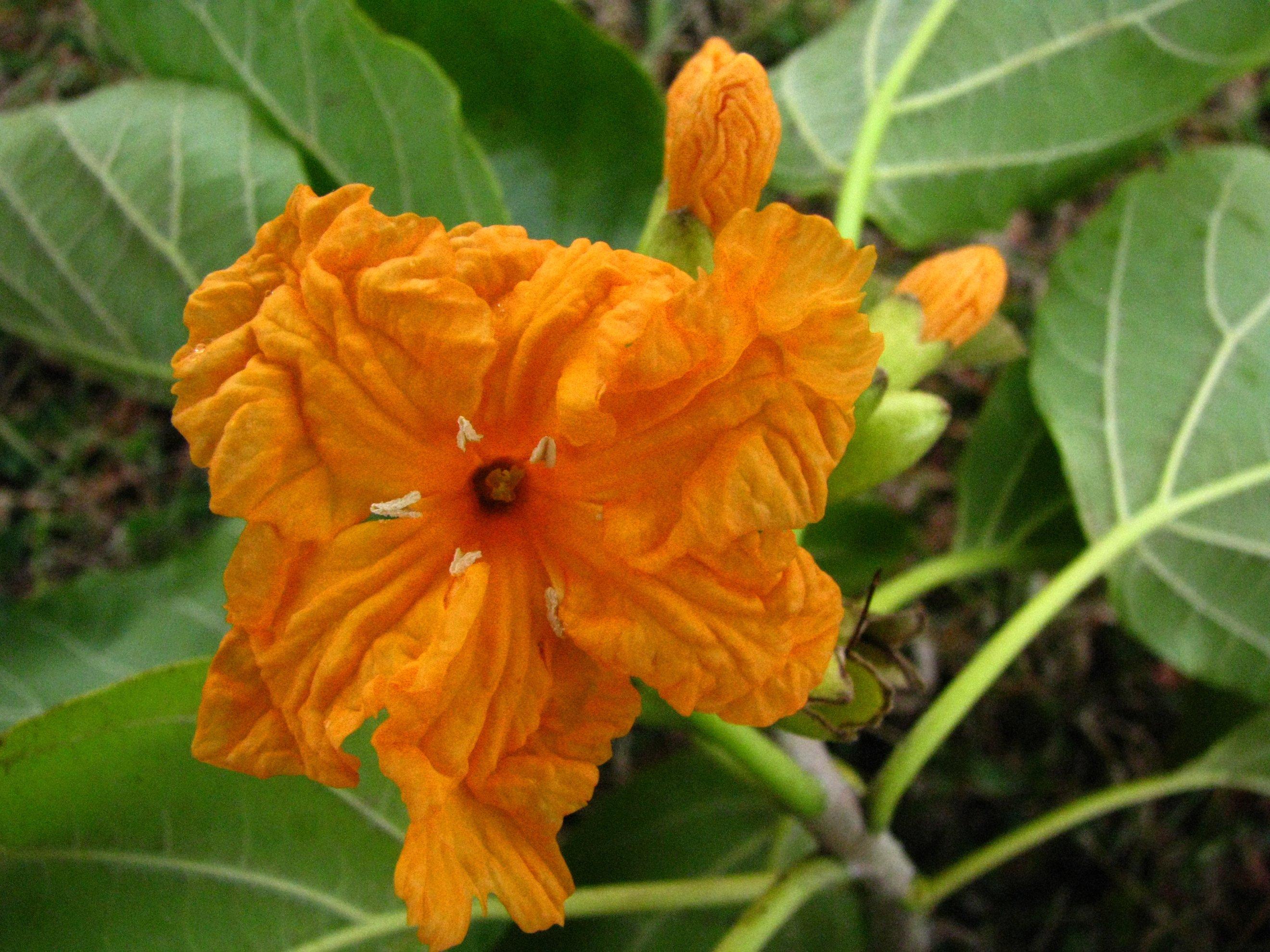 Feng Shui for Kou: Complete Guide | ForwardPlant