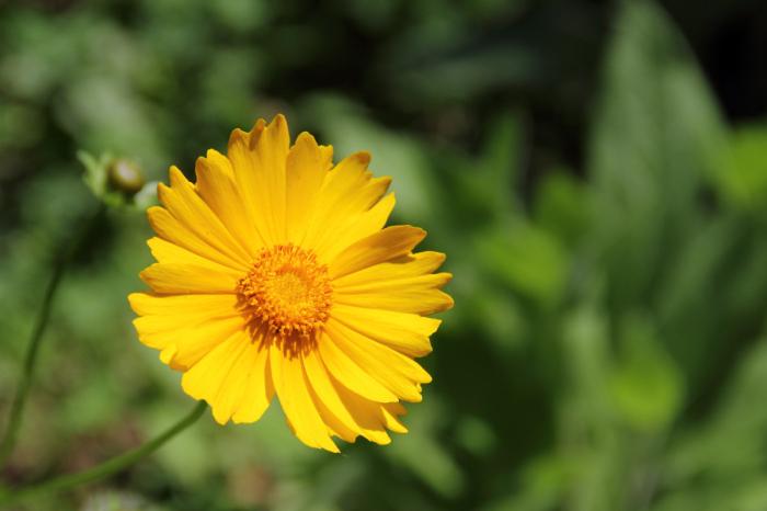 Calliopsis (Coreopsis) (Coreopsis) Care Guide: Pests, Diseases ...