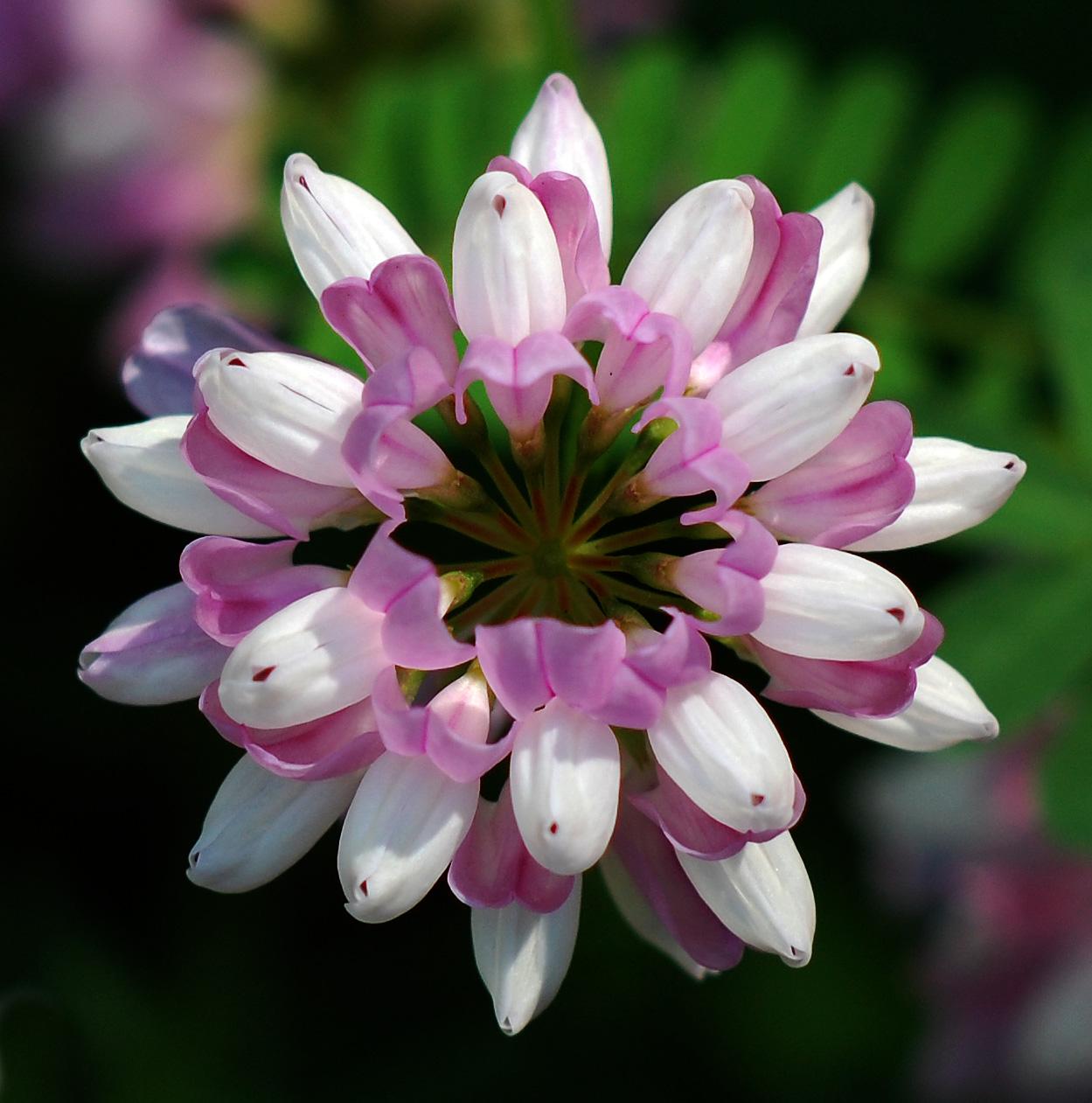 Yellow crown vetch (Coronilla scorpioides) Care Guide: Pests, Diseases ...