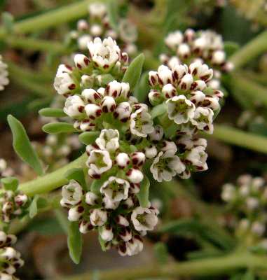 Strapwort (Corrigiola litoralis) Care Guide: Pests, Diseases, Watering ...