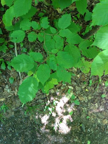 Beaked hazelnut (Corylus cornuta) Care Guide: Pests, Diseases, Watering ...