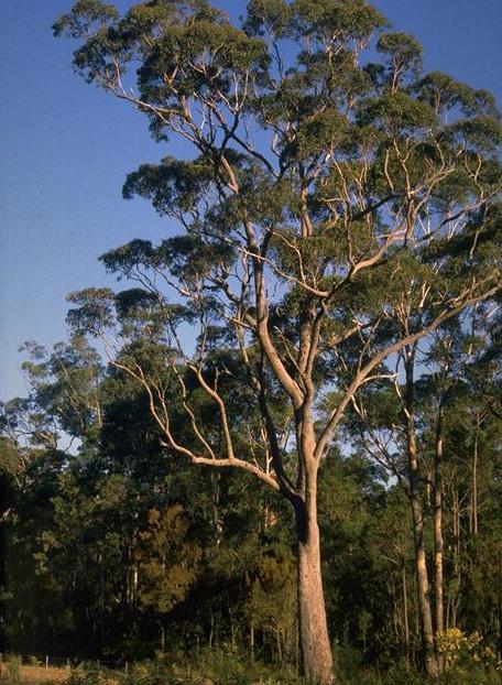 Red bloodwood (Corymbia gummifera) Care Guide: Pests, Diseases ...