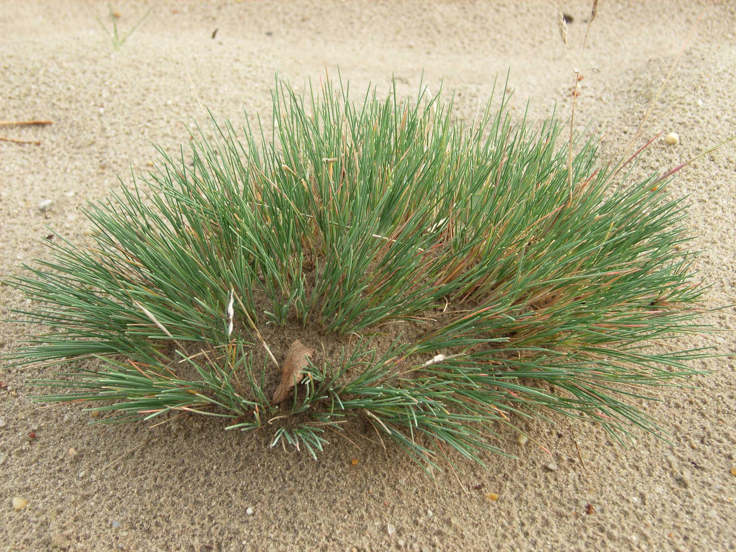 Gray clubawn grass (Corynephorus canescens) Care Guide: Pests, Diseases ...