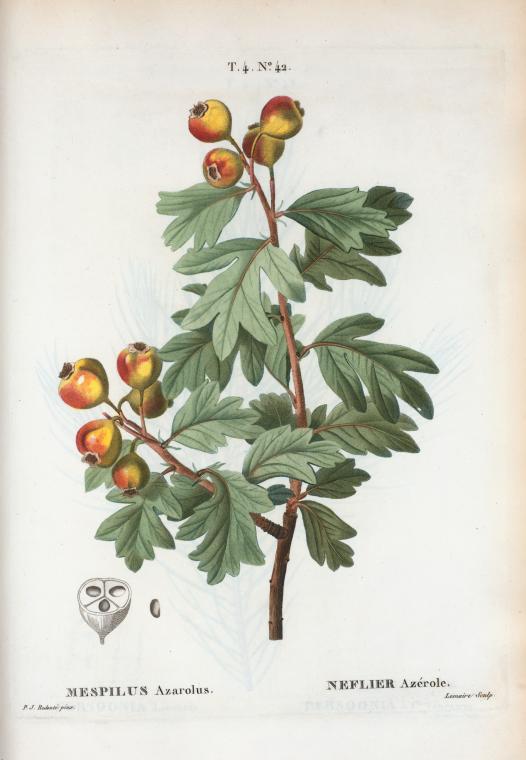 Azarole (Crataegus azarolus) Care Guide: Pests, Diseases, Watering ...