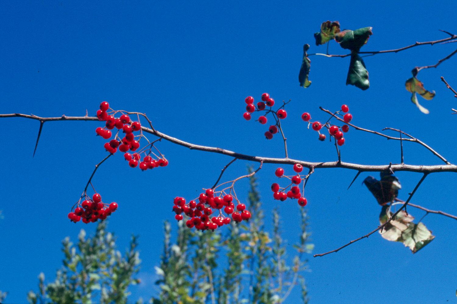 Washington hawthorn (Crataegus phaenopyrum) Care Guide: Pests, Diseases ...