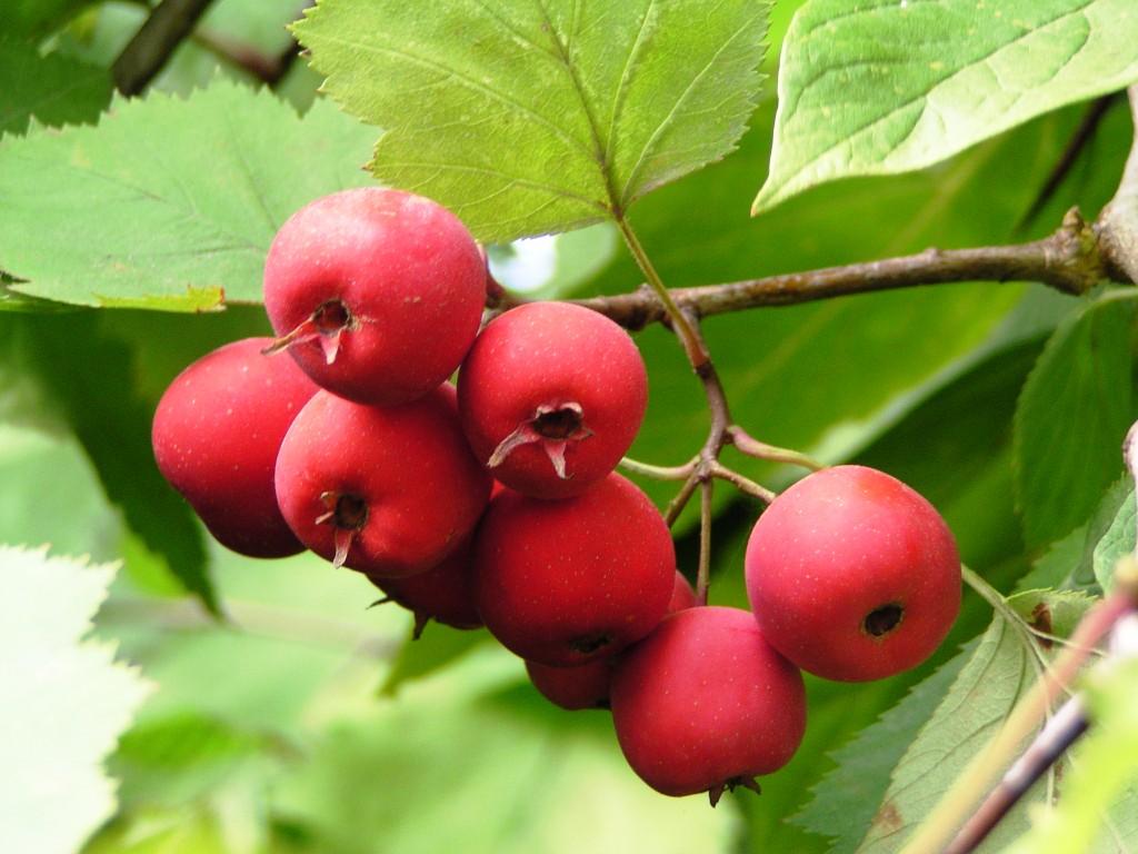 Frosted hawthorn (Crataegus pruinosa) Care Guide: Pests, Diseases ...