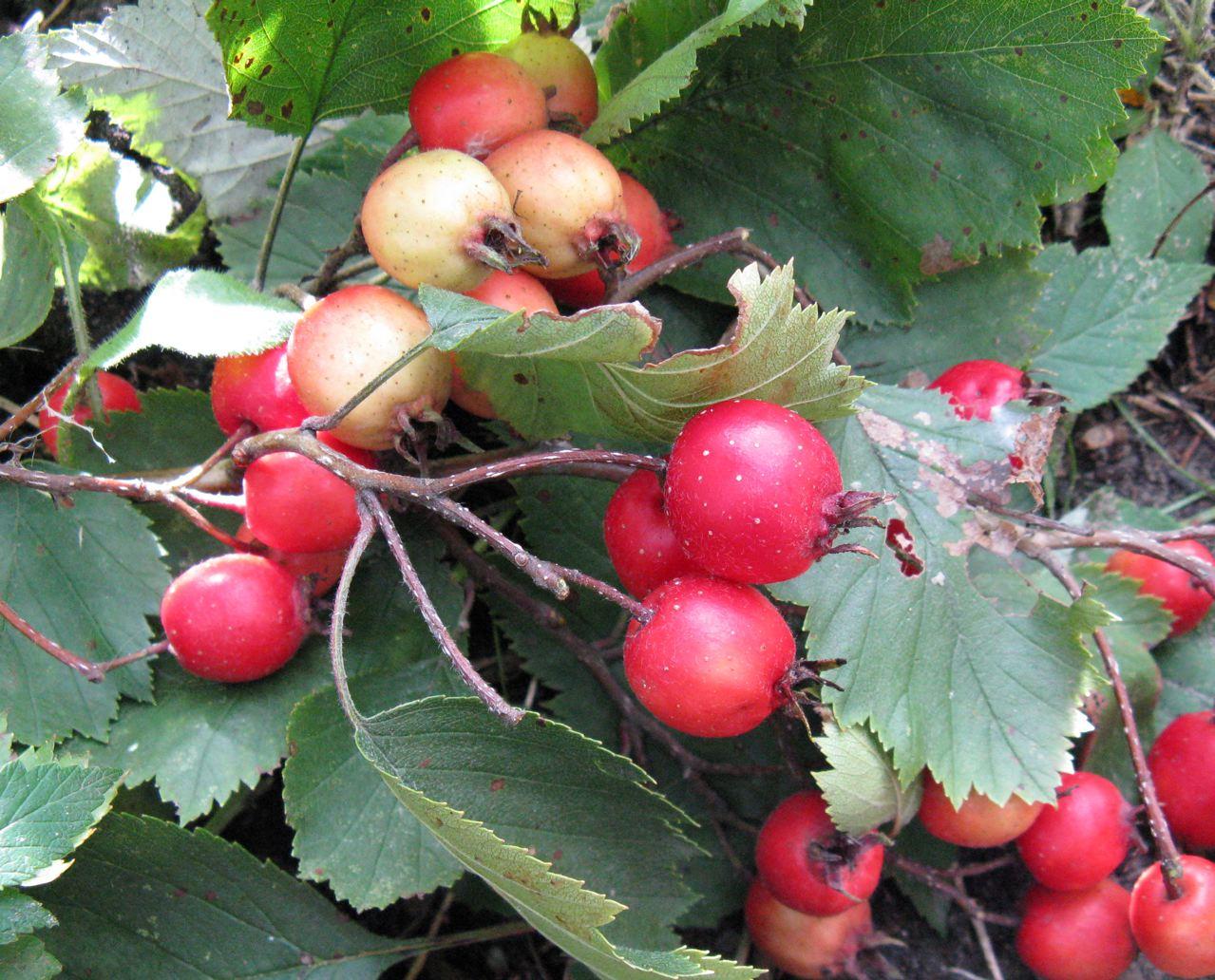 Quebec hawthorn (Crataegus submollis) Care Guide: Pests, Diseases ...