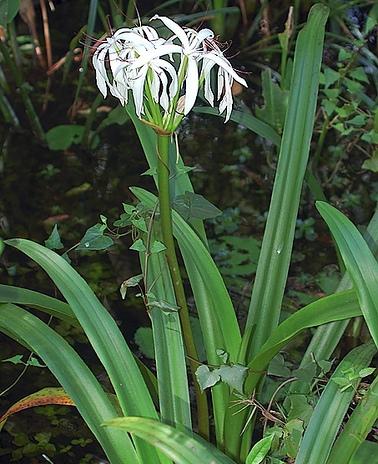 Florida swamp-lily (Crinum americanum) Care Guide: Pests, Diseases ...