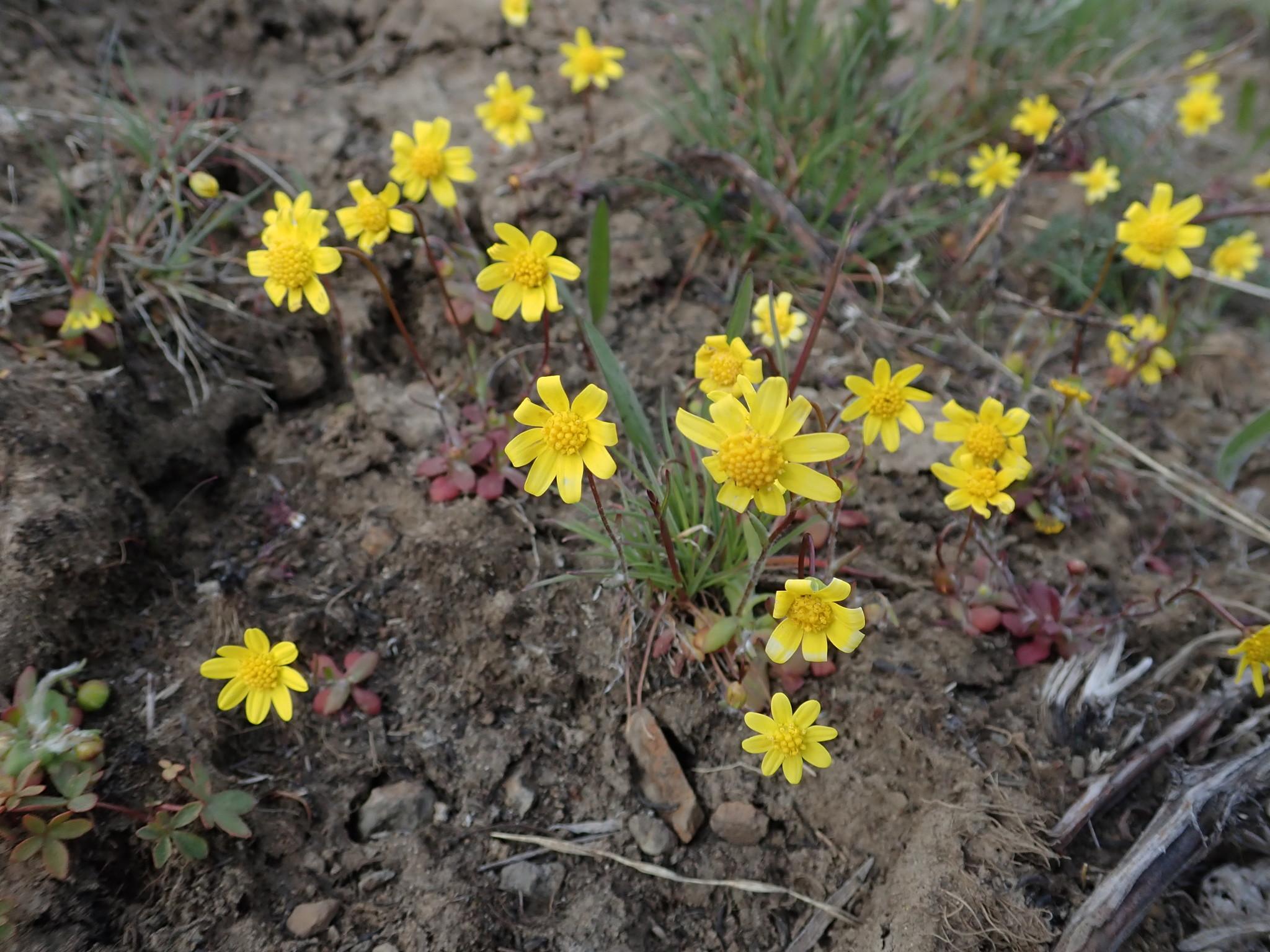 Spring gold (Crocidium multicaule) Care Guide: Pests, Diseases ...