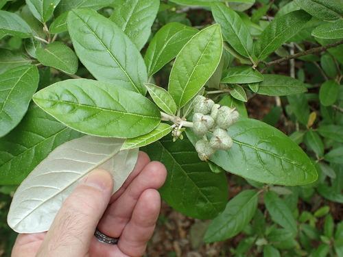 Alabama croton (Croton alabamensis) Care Guide: Pests, Diseases ...