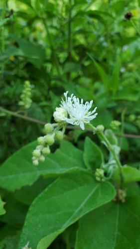 Pepperbush (Croton humilis) Care Guide: Pests, Diseases, Watering ...