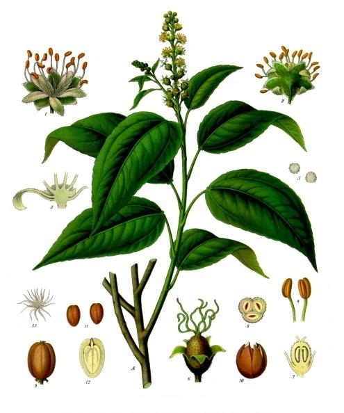 Purging croton (Croton tiglium) Care Guide: Pests, Diseases, Watering ...