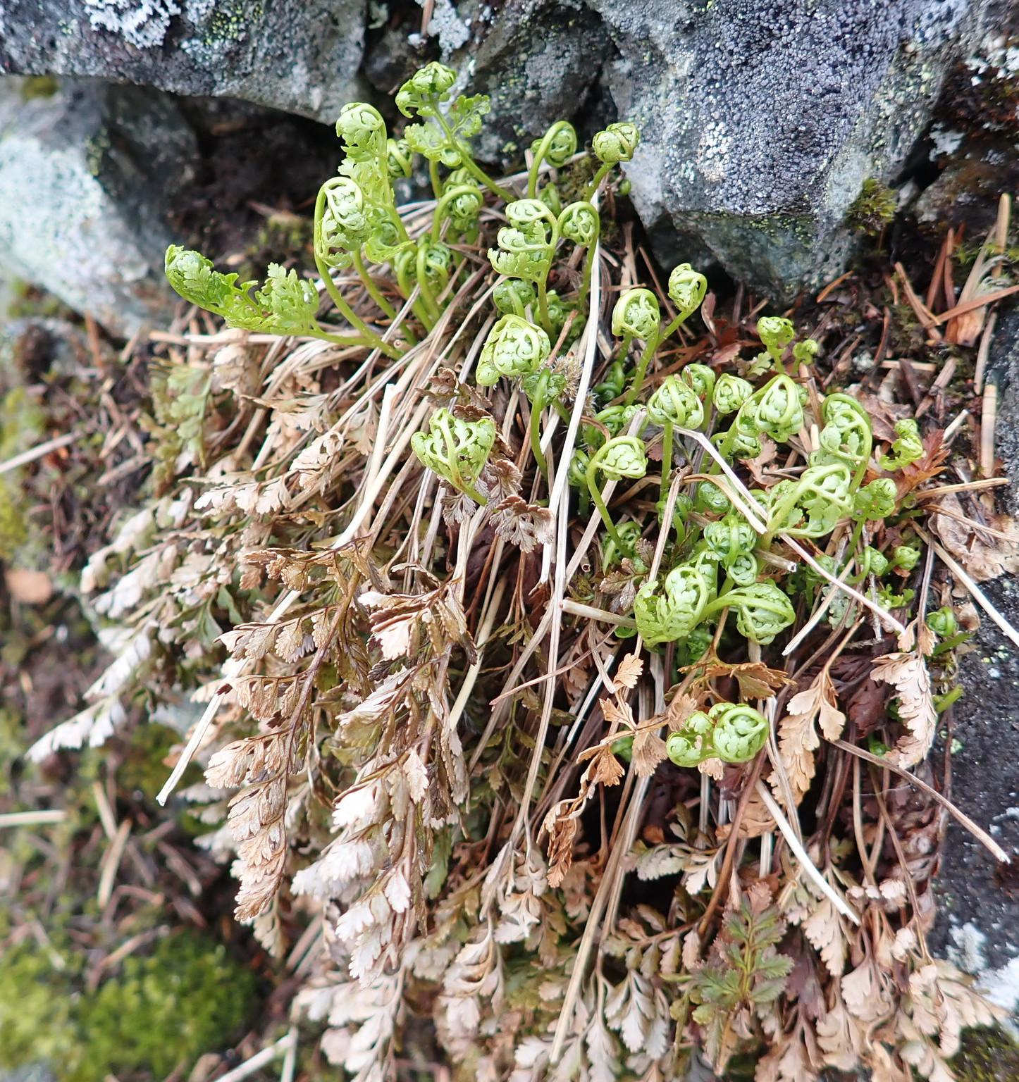 American rockbrake (Cryptogramma acrostichoides) Care Guide: Pests ...