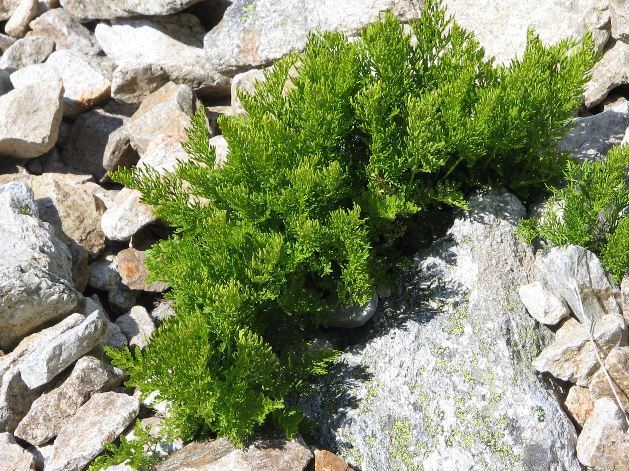 Parsley fern (Cryptogramma crispa) Care Guide: Pests, Diseases ...