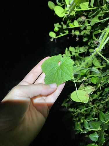 Optimal Soil for Growing African horned cucumber: What You Need to Know ...