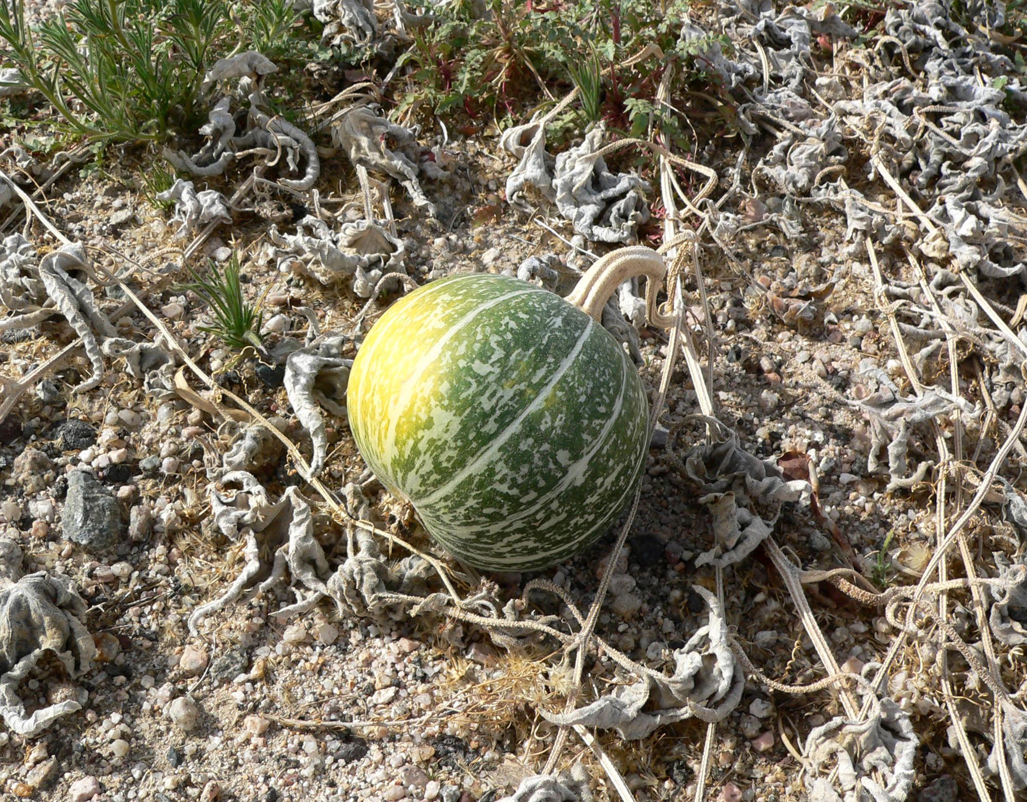 Coyote melon (Cucurbita palmata) Care Guide: Pests, Diseases, Watering ...