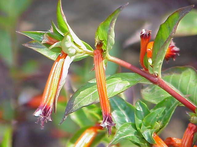 Cigar plant (Cuphea ignea) Care Guide: Pests, Diseases, Watering ...