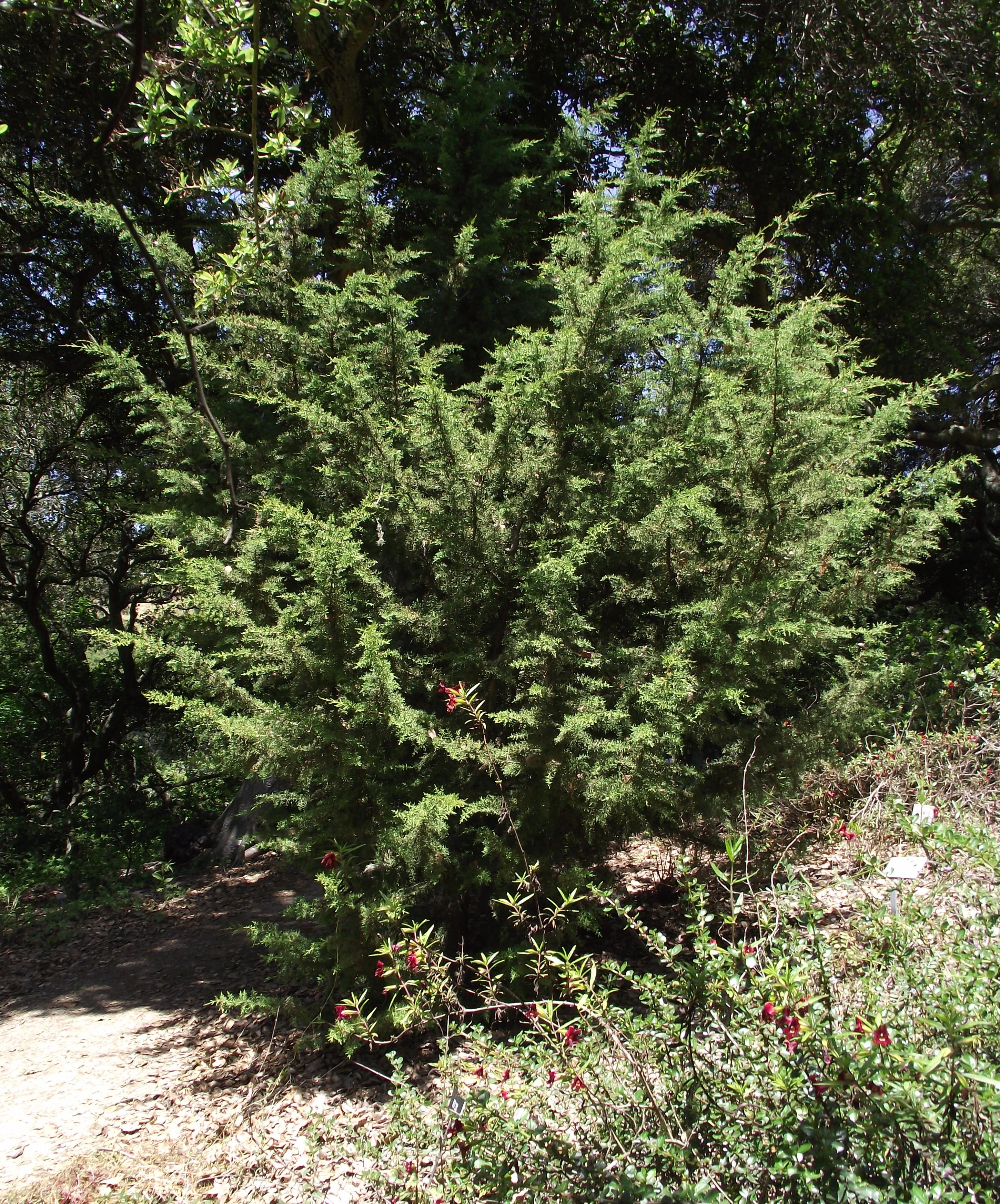 Gowen cypress (Cupressus goveniana) Care Guide: Pests, Diseases ...