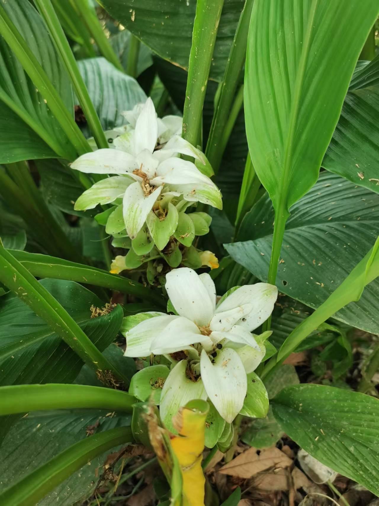 Curcuma (Curcuma) (Curcuma) Care Guide: Pests, Diseases, Watering ...
